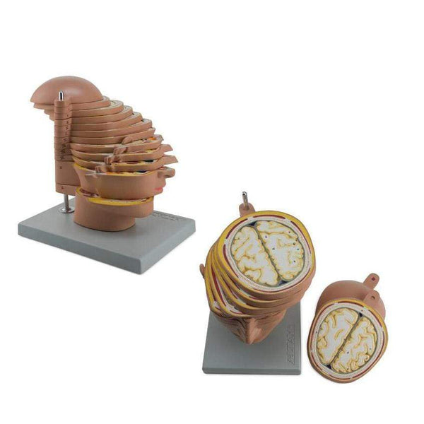 Anatomical Model Human Disc Head - Vet Equip Australia