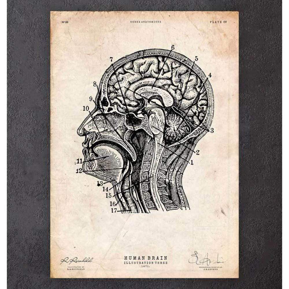 Brain Anatomy Print IV - Vet Equip Australia