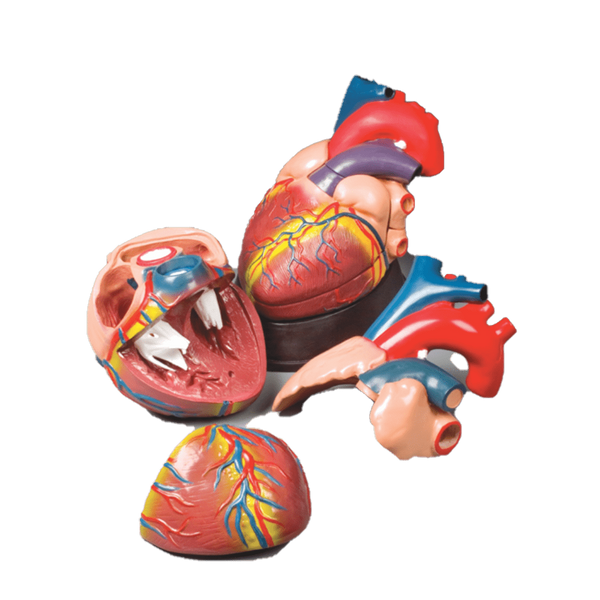 Budget Jumbo Heart Model - Vet Equip Australia