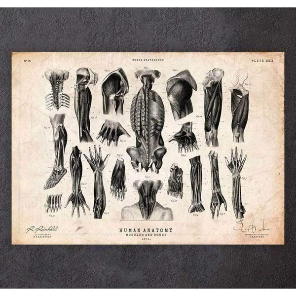 Human Anatomy Print Various Illustrations III - Vet Equip Australia