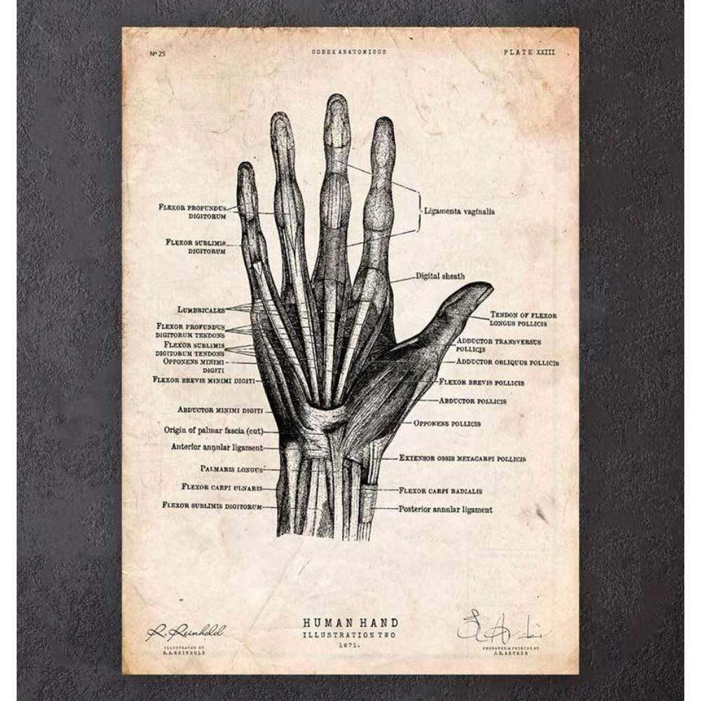 Human Hand Anatomy Print II - Vet Equip Australia