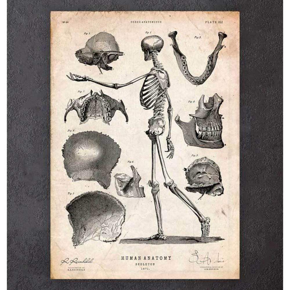 Human Skeleton Print - Vet Equip Australia