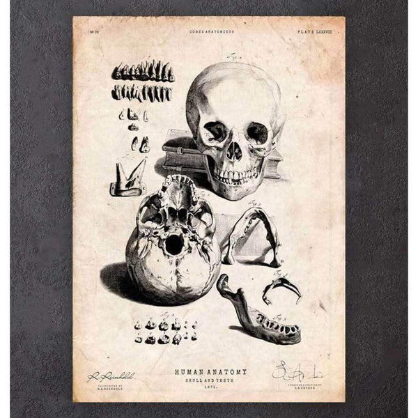 Human Skull Print Ix - Vet Equip Australia