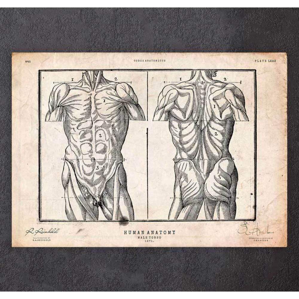 Male Torso Anatomy Print - Vet Equip Australia