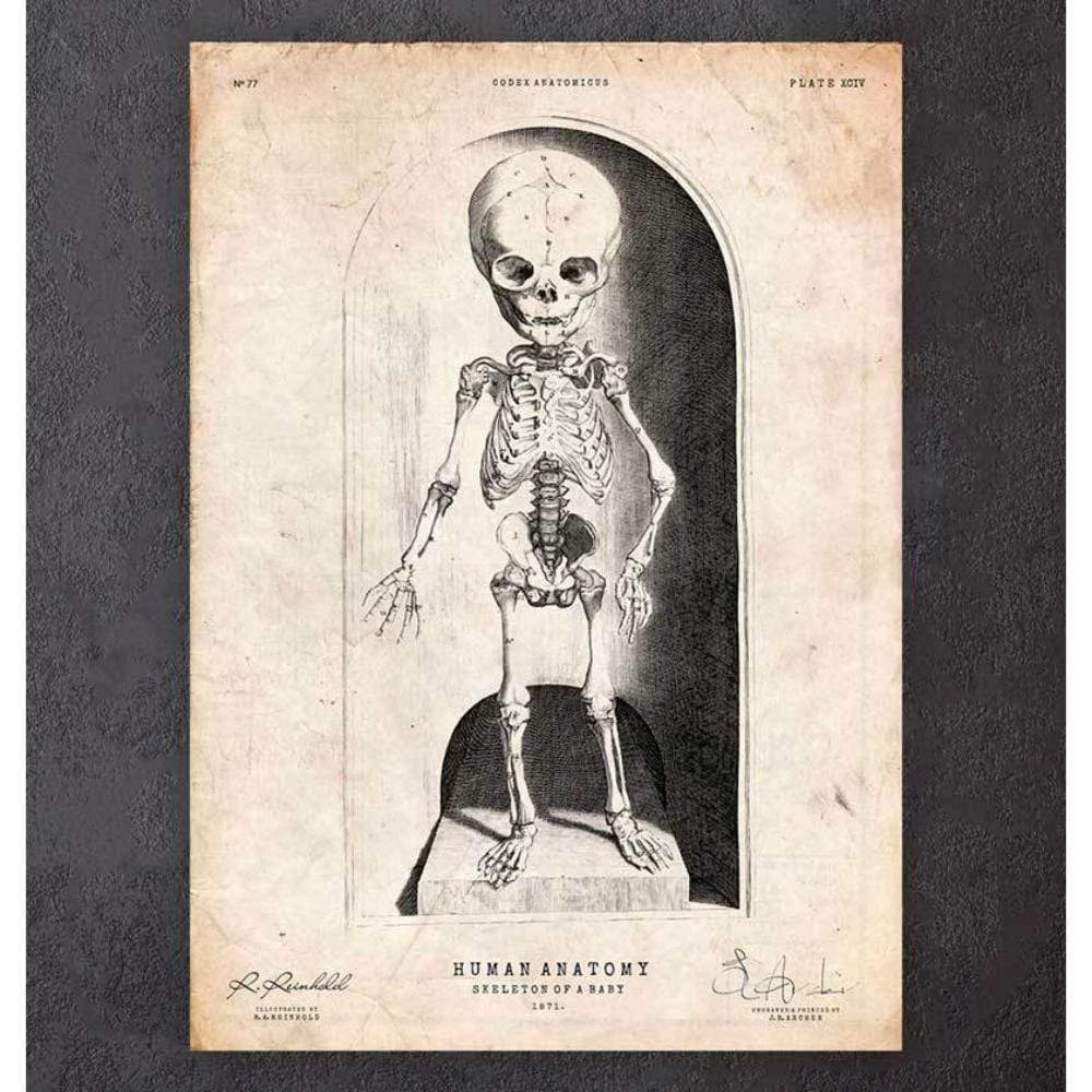 Skeleton Of A Baby Anatomy Print - Vet Equip Australia