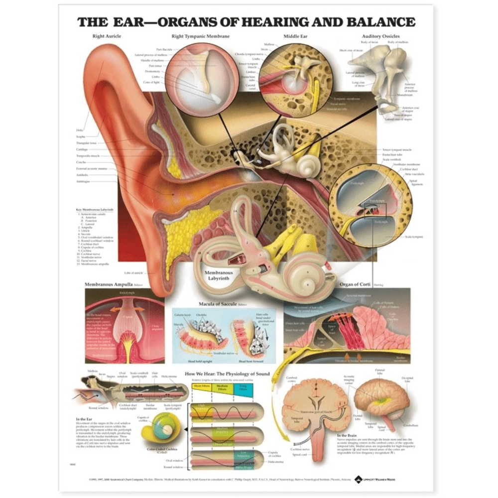 The Ear: Organs of Hearing and Balance Anatomical Chart - Vet Equip ...