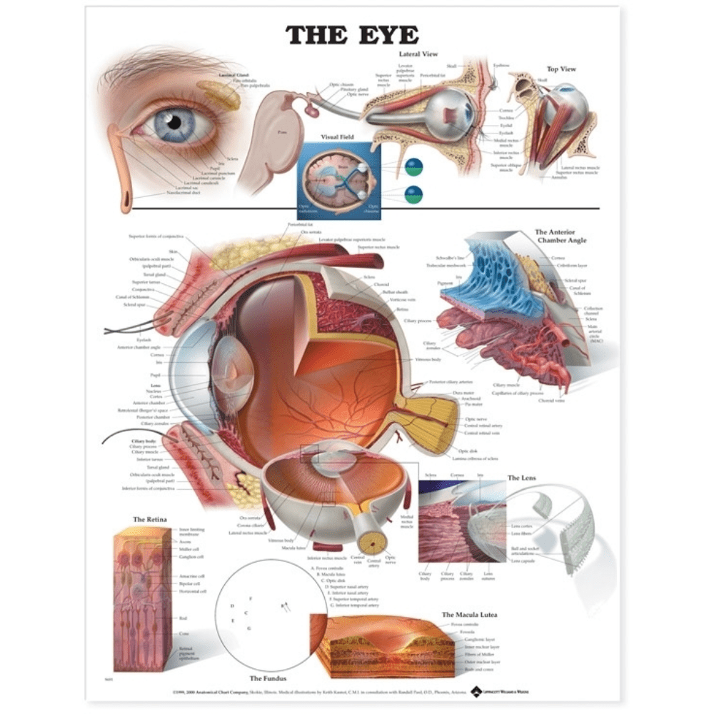 The Eye Anatomical Chart - Vet Equip Australia