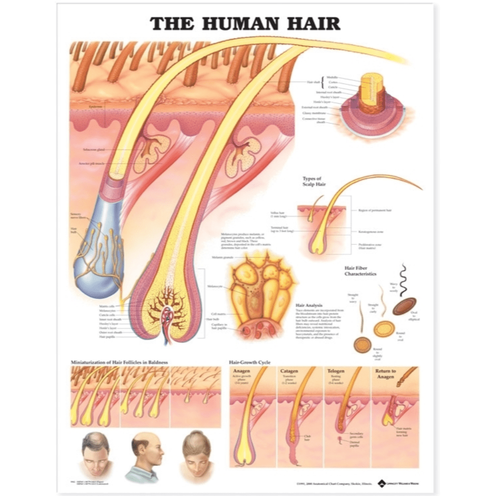 The Human Hair Anatomical Chart - Vet Equip Australia