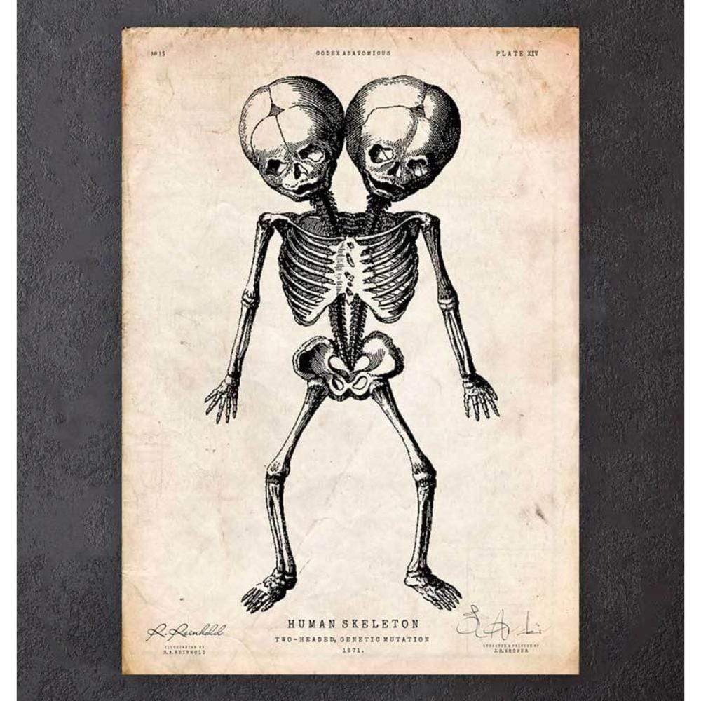 TwoHeaded Skeleton Print - Vet Equip Australia