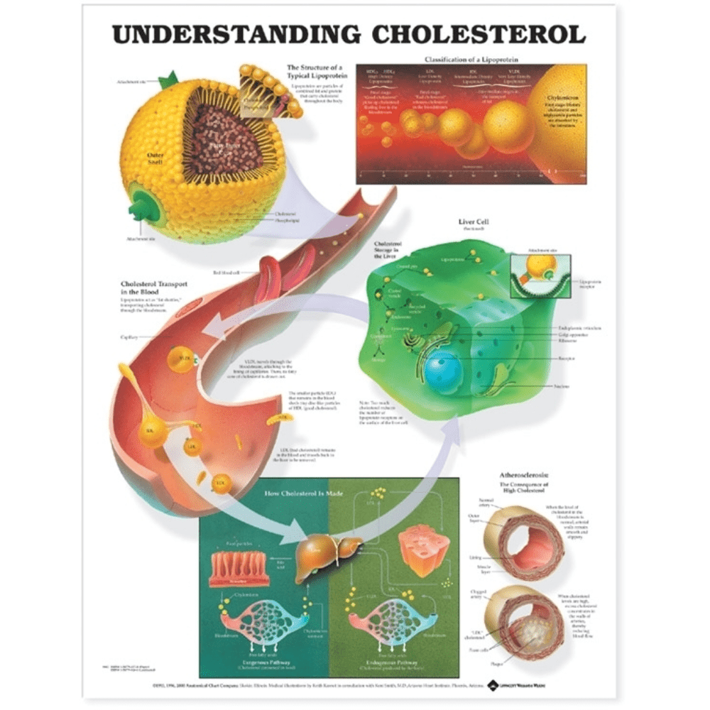 Understanding Cholesterol Anatomical Chart - Vet Equip Australia